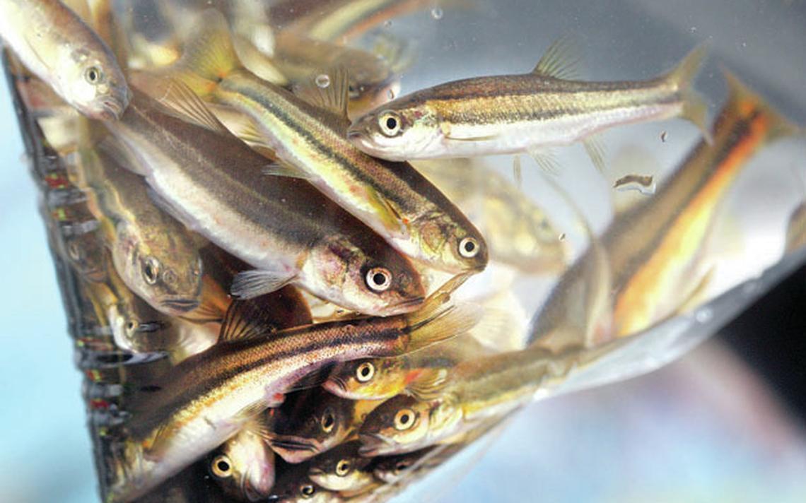 LIVE MINNOWS - 1 DOZEN – All Things Outdoors